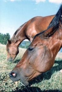 Mon cheval est agressif lors de la distribution de nourriture