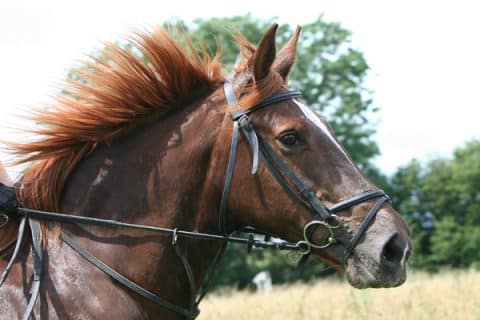 Quel mors pour quel cheval ? – Eduquer son cheval